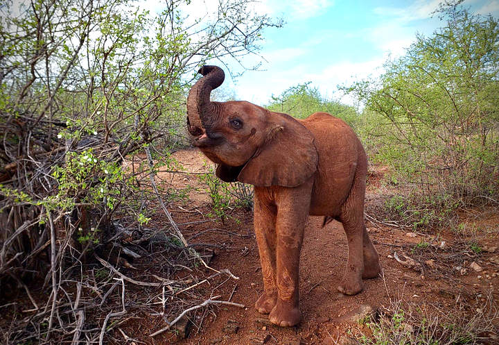 Natibu – Rory Jo Presley